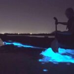 Bioluminescence Tour in Kayak in Holbox Island - Price and Value: Is It Worth It?