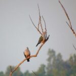 Bird Watching at Kodachadri - Exploring the Itinerary: What to Expect