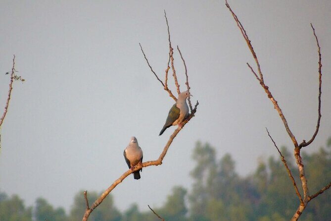 Bird Watching at Kodachadri - Exploring the Itinerary: What to Expect