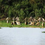 Bird Watching at Tonle Sap Forest and Lotus Farm Siem Reap - What You Can Expect from the Tour