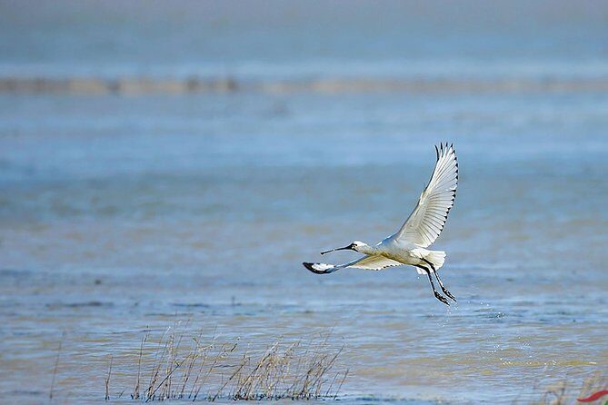 Bird Watching Tour at Nanji Hill Poyang Lake Nature Reserve From Nanchang - What Makes This Tour Valuable for Travelers