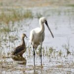 Bird Watching Tour in Muthurajawela Wetland from Colombo Harbour - What’s Included and What’s Not