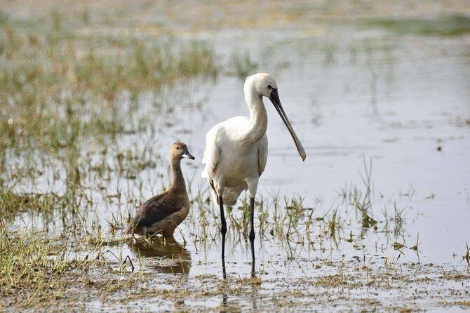 Bird Watching Tour in Muthurajawela Wetland from Colombo Harbour - What’s Included and What’s Not