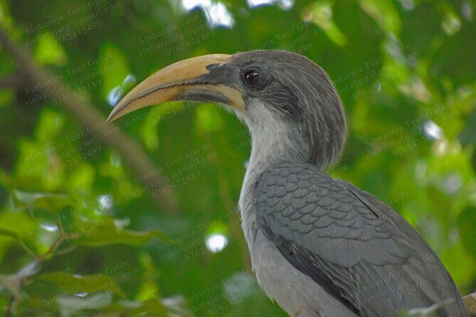 Bird Watching Tours in Sinharaja Rain Forest - Who Is This Tour Best For?