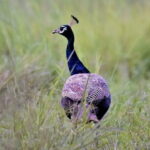 Bird Watching with Cannoning Tour in Chitwan National Park - The Itinerary: What to Expect