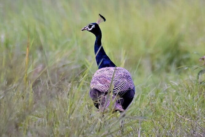 Bird Watching with Cannoning Tour in Chitwan National Park - The Itinerary: What to Expect