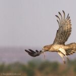 Birding & Bird Photography tour in Bangalore - Frequently Asked Questions