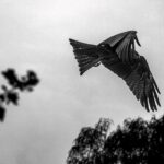 Birding trails in Delhi - Final Thoughts: Who Should Consider This Tour?