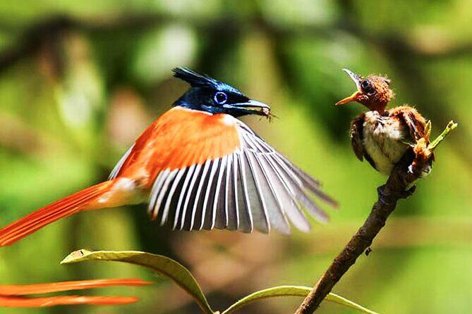 Birds and Wildlife Tour (11 Days) - Who Will Enjoy This Tour?