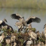 Birds & Beyond: Chennai to Pulicat Bird Sanctuary Day Tour - A Deep Dive into the Experience