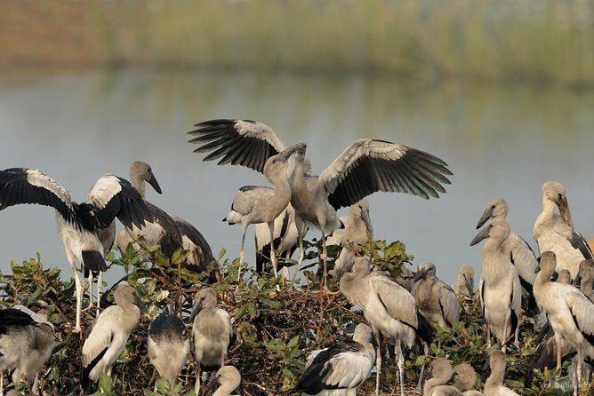 Birds & Beyond: Chennai to Pulicat Bird Sanctuary Day Tour - A Deep Dive into the Experience