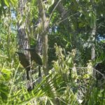 Birds of the Mayan World 2 / Route of the cenotes - What to Expect: The Itinerary & Highlights