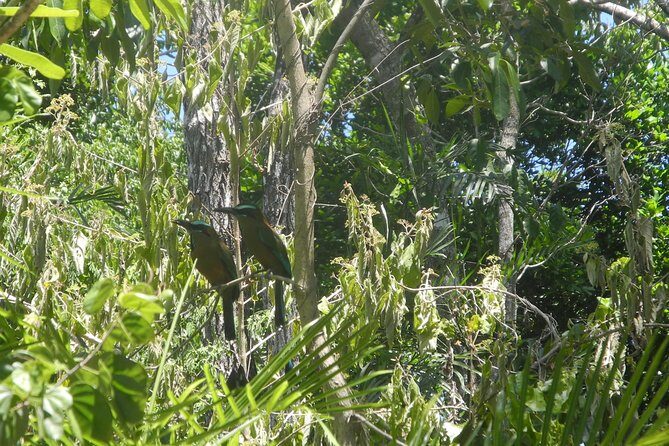 Birds of the Mayan World 2 / Route of the cenotes - What to Expect: The Itinerary & Highlights