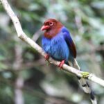 Birdwatching from Sinharaja Rainforest - Practical Considerations