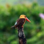 Birdwatching Tour in Langkawi - An In-Depth Look at the Langkawi Birdwatching Experience
