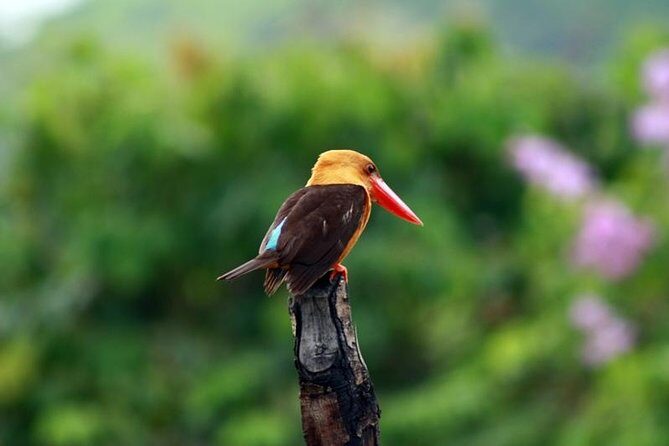 Birdwatching Tour in Langkawi - An In-Depth Look at the Langkawi Birdwatching Experience