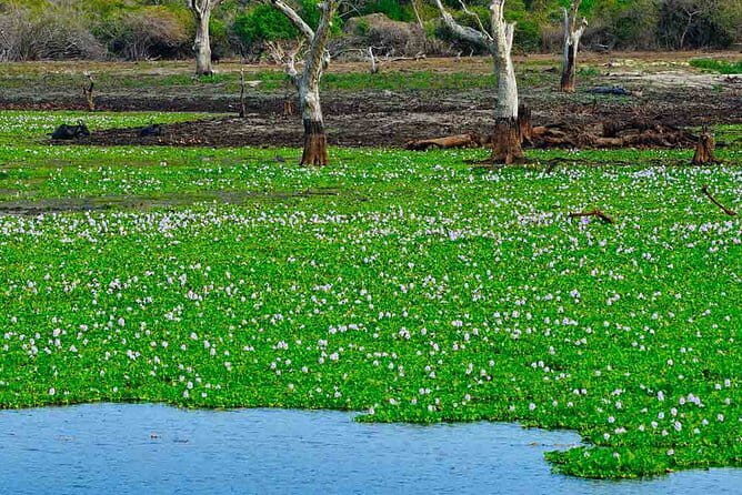 Birdwatching Trek in Anawilundawa Sanctuary from Kalpitiya - What to Expect During the Tour