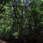 Birdwatching Trek in Kandy Udawatta Kele Forest Reserve - Who Will Love This Tour?