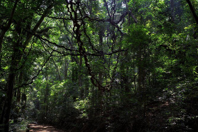 Birdwatching Trek in Kandy Udawatta Kele Forest Reserve - Who Will Love This Tour?