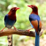 Birdwatching Walk in Thalangama Wetland from Colombo - A Closer Look at the Thalangama Wetland Birdwatching Walk