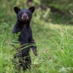 Black Bear viewing and walking at oudoor ctr's Canyon - Authentic Feedback from Past Travelers