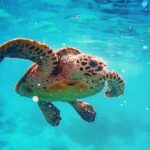 Blue Lagoon Bali Snorkeling with Optional Sightseeing Tour - Deep Dive into the Experience