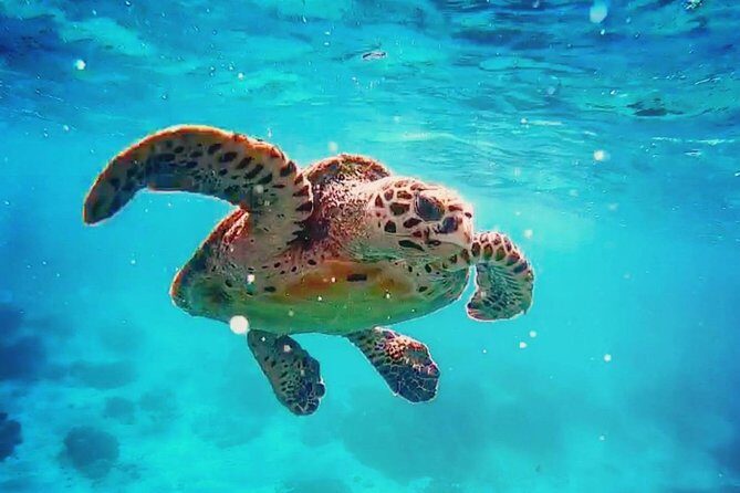 Blue Lagoon Bali Snorkeling with Optional Sightseeing Tour - Deep Dive into the Experience