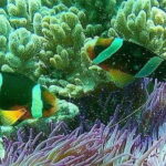 Blue Lagoon Snorkeling with Lunch and Private Transport - What You Can Expect from This Tour