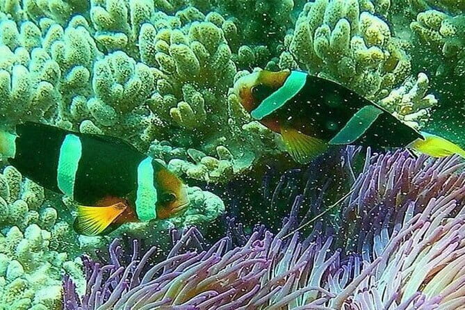 Blue Lagoon Snorkeling with Lunch and Private Transport - What You Can Expect from This Tour