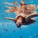 Blue Lagoon Snorkeling with Lunch and Transport - Why the Reviews Speak for Themselves