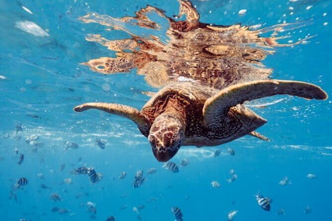 Blue Lagoon Snorkeling with Lunch and Transport - Why the Reviews Speak for Themselves