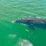 Boat Rentals to Shell Key, Treasure Island and St. Pete Beach - Analyzing the Itinerary and Highlights