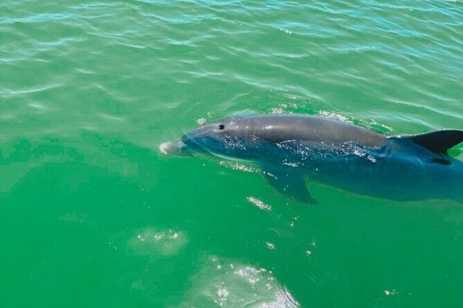 Boat Rentals to Shell Key, Treasure Island and St. Pete Beach - Analyzing the Itinerary and Highlights