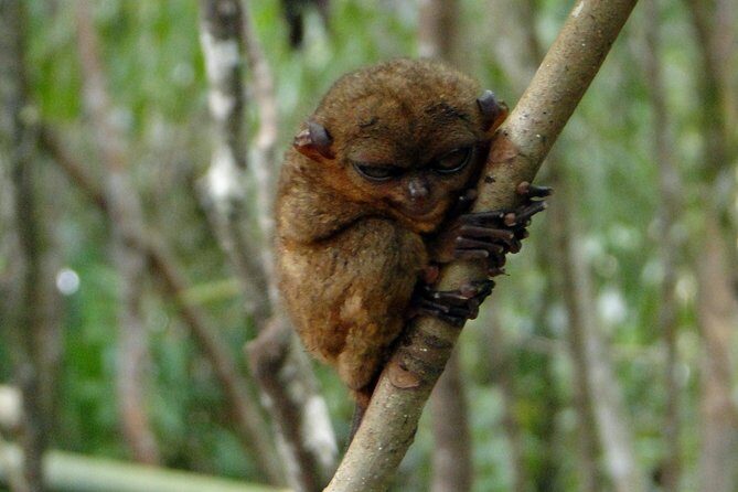 Bohol: Bilar - Night Safari Tour - The Real-World Experience: Insights and Tips