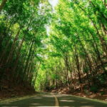 Bohol Day Tour From Cebu City or Mactan (Private Tour) - Deep Dive Into the Itinerary