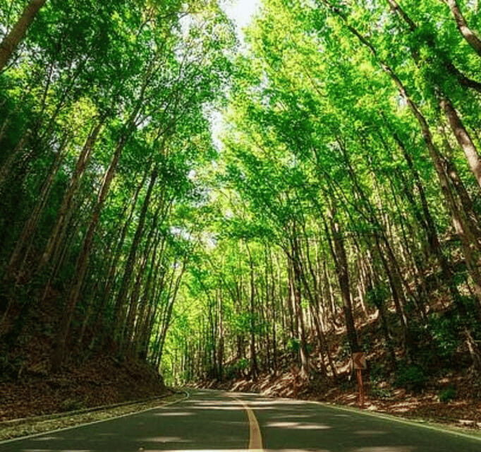 Bohol Day Tour From Cebu City or Mactan (Private Tour) - Deep Dive Into the Itinerary