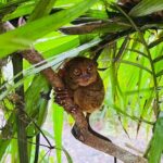 Bohol Day Tour with Round-Trip Transfers from Cebu - Why This Tour Is a Great Choice