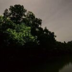 Bohol Firefly Or Fullmoon Tour Stand Up Paddle Tour - In-Depth Breakdown of the Tour