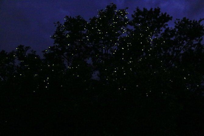 Bohol Firefly Watching (Private) - What Travelers Are Saying