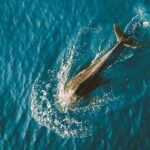 Bohol: Pamilacan Island Dolphin/Turtle Watching Tour & Lunch - Dolphin Watch: Early Mornings and Happy Dolphins