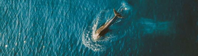 Bohol: Pamilacan Island Dolphin/Turtle Watching Tour & Lunch - Dolphin Watch: Early Mornings and Happy Dolphins