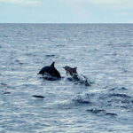 Bohol PAMILACAN Island Turtle & Dolphin Watching - What to Expect on the Tour