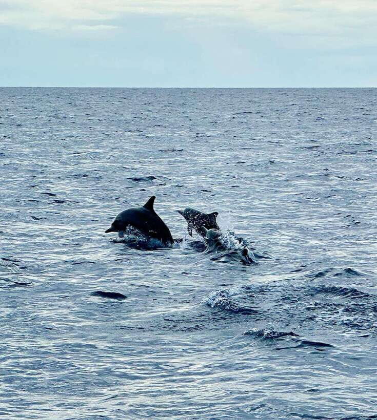 Bohol PAMILACAN Island Turtle & Dolphin Watching - What to Expect on the Tour