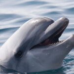 Bohol: Panglao Island Hopping & Dolphin Watching Tour - Dolphin Watching at Dawn
