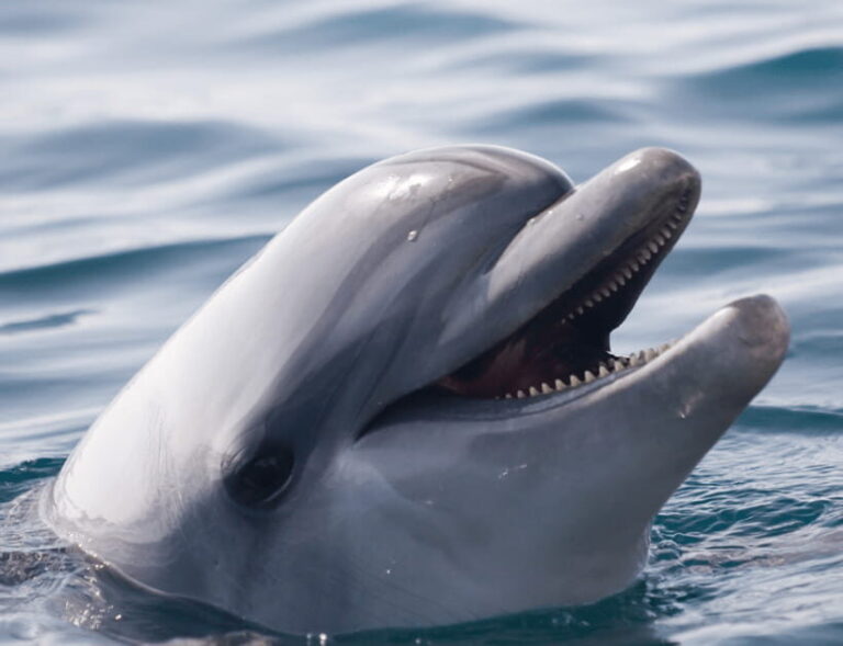 Bohol: Panglao Island Hopping & Dolphin Watching Tour - Dolphin Watching at Dawn