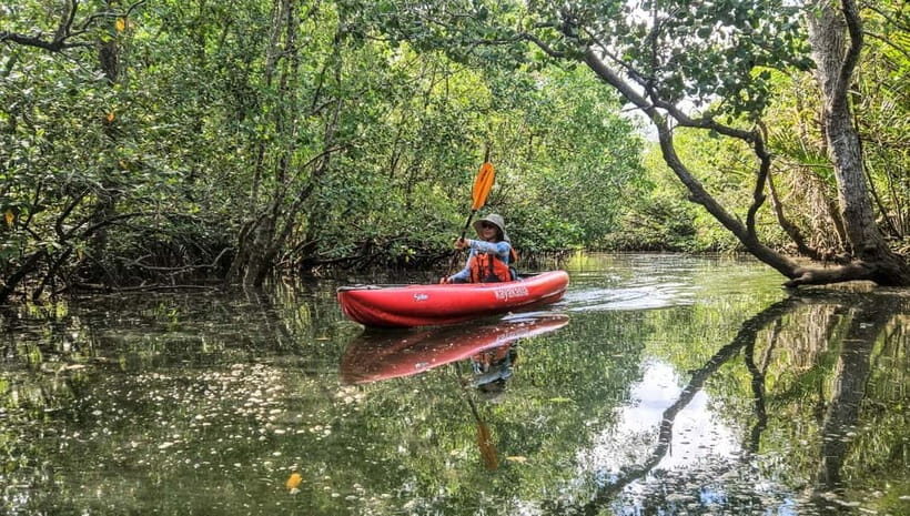 Bohol: SUSTAINABLE Mangrove Tunnels & Firefly Kayaking trail - The Sum Up