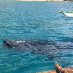 Bohol Whaleharks Interaction & Bohol Countryside Tour with Lunch (Cebu or Bohol) - What to Expect from the Whale Shark Encounter
