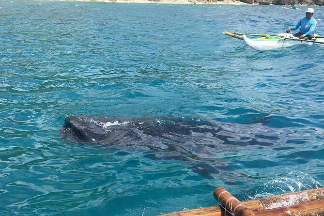 Bohol Whaleharks Interaction & Bohol Countryside Tour with Lunch (Cebu or Bohol) - What to Expect from the Whale Shark Encounter