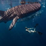 Bohol Whaleshark Watching with Loboc River Lunch - Who Is This Tour Best Suited For?