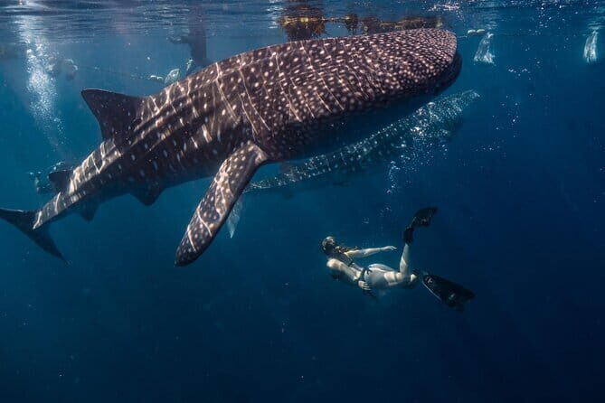 Bohol Whaleshark Watching with Loboc River Lunch - Who Is This Tour Best Suited For?